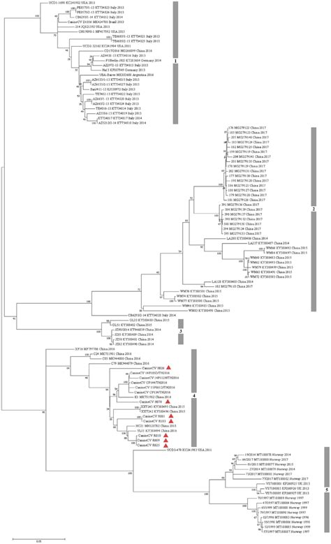 maximum likelihood phylogenetic tree reconstructed using the