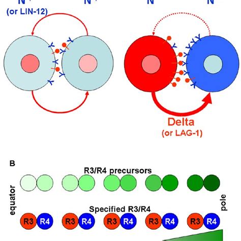 Cell Autonomous Cell Fate Decisions Download Scientific Diagram