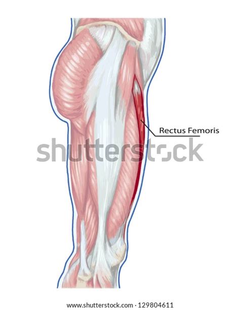 Rectus Femoris Didactic Board Anatomy Leg Stock Vector Royalty Free 129804611 Shutterstock