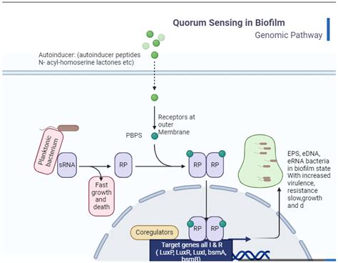 Bacteria Free Full Text Medical Scope Of Biofilm And Quorum Sensing During Biofilm Formation