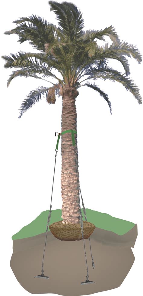 Tree Guying System Dts Landscapedepot Urban