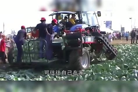 炒包菜一直炒错了饭店大厨说漏嘴炒前加勺它脆嫩鲜香 大厨 包菜