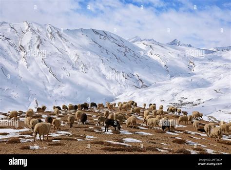 Sheep Ovis Aries And Goat Capra Hircus Herd Grazing Over Kibber Village In Spiti Valley