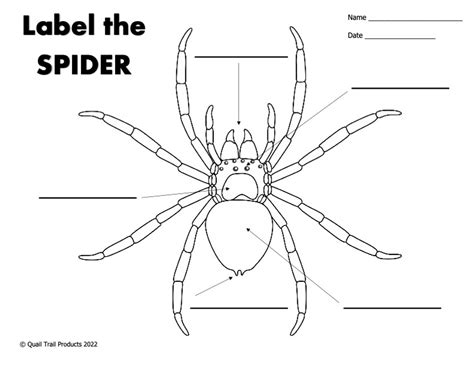 Spider Diagram Worksheet By Teach Simple Worksheets Library