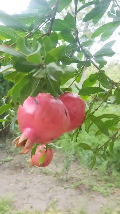 შემოდგომა დაიწყო Youtube