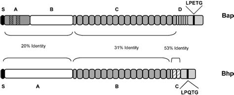 Structural Similarity Between Bap And Bhp The Percentage Identity