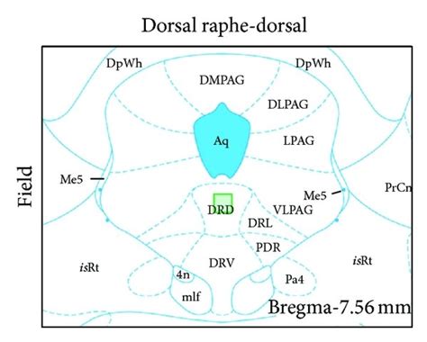 Photomicrographs Of Sert Ir In Dorsal And Median Raphe Nuclei Of Young Download Scientific