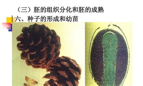 裸子植物的特征（了解裸子植物的5大特点，认识其生长习性） 花植网