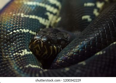 Australian Diamond Python Images Stock Photos Vectors Shutterstock