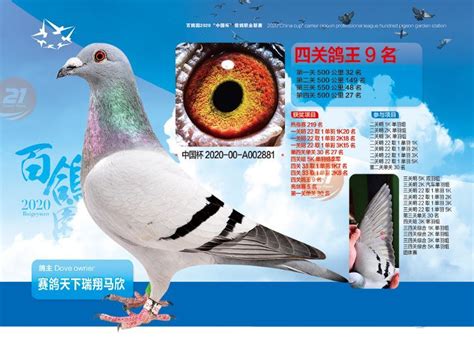 欣赏，百鸽园2020年最厉害的10羽鸽子！