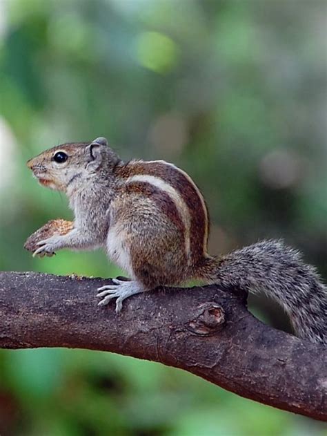 Rajiv Dixit Health Tips છાતીમાં થતી બળતરા બની શકે છે હાર્ટ અટેકનું કારણ રાજીવ દીક્ષિતે