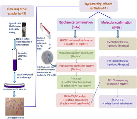 Schematic Presentation Of Isolation And Identification Procedure Used Download Scientific