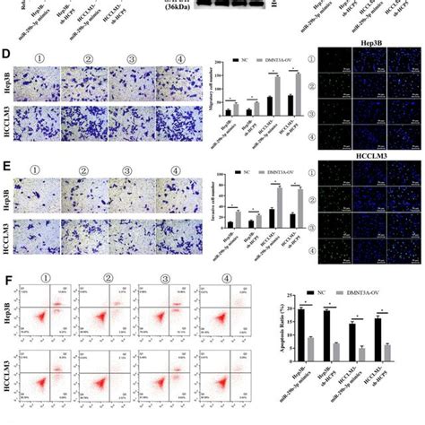 Overexpression Of Dnmt3a Promotes Hepatocellular Carcinoma Cell Download Scientific Diagram