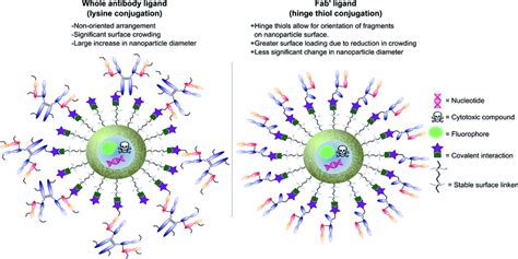 Graphic Representations Comparing Whole Antibody And Antibody Fragment