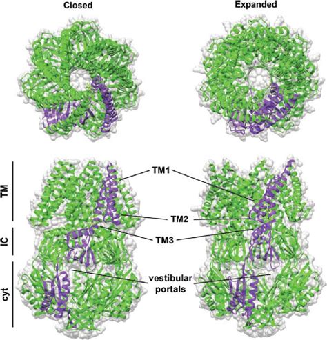 Three Dimensional Structure Of MscS Closed Channel And An Expanded Download Scientific Diagram
