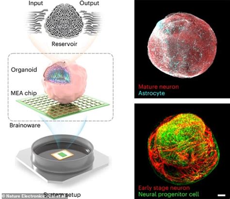 Scientists Invent Brainoware Computer That Uses Human Neurons And Tech Hardware As They Move
