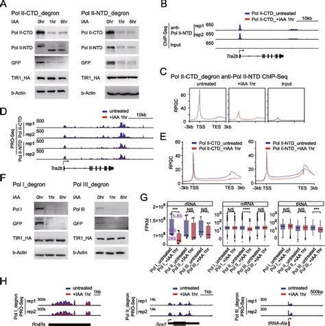 rapid disruption of pol i pol ii and pol iii transcription in mescs