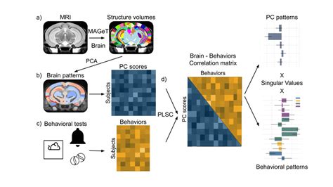 Multivariate Analysis Workflow Performed At Every Timepoint Pnd 21 Download Scientific