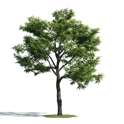 Low Poly Trees Archmodels Vol 171 Evermotion