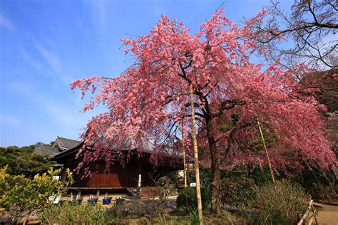 法金剛院の青空に映えるピンクのしだれ桜 京都 桜 青空 京都