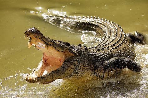 Are Crocodiles Endangered | Crocodiles Status
