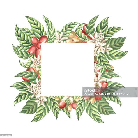 커피 콩 잎과 꽃이 있는 열매 템플릿 엽서 복사 공간이 있는 테두리 수채화 손으로 그린 그림이 분리되어 있습니다 아라비카 수확 과일의 사각형 프레임 음식 디자인의 클립