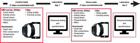 Study Time Line Diagram Portraying The Sequence Of Participation In Download Scientific