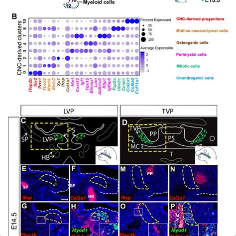 Analysis Of Distinct Populations Of Cranial Neural Crest Cnc Derived