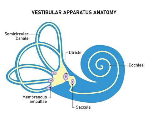 Ampulla Semicircular Canal