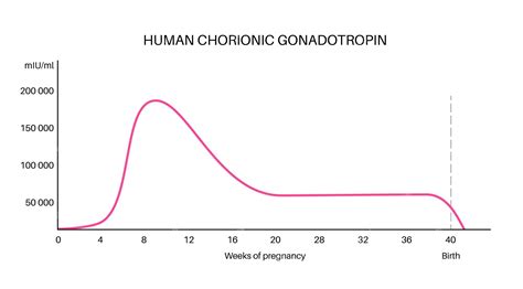 Premium Vector Human Chorionic Gonadotropin Level During Pregnancy Hcg In The Woman Body