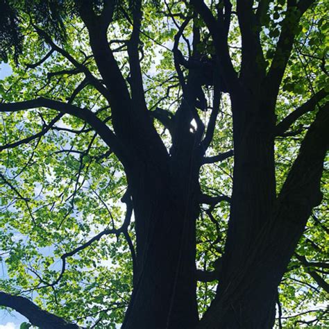 We Now Offer Tree Bracing Bristol Tree Services