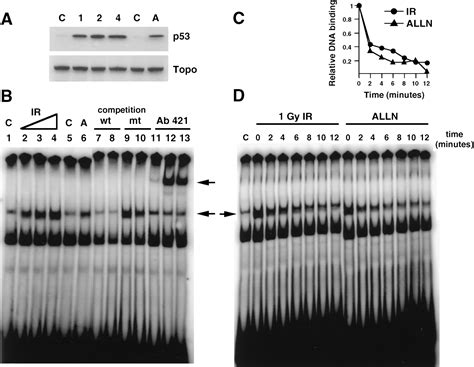 Dna Damage Induces Phosphorylation Of The Amino Terminus Of P53