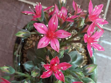 다육이사랑방 Band