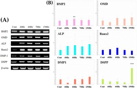 A Rt Pcr Analysis Of Bmp2 Alp Runx2 Omd Dmp 1 Dspp And Actb