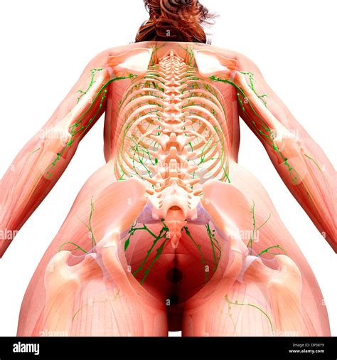 Female Lymphatic System Artwork Stock Photo Alamy