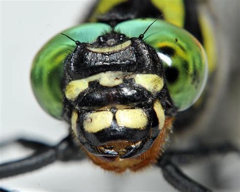 オニヤンマの顔 自然観察大学ブログ オニヤンマ 生き物 顔