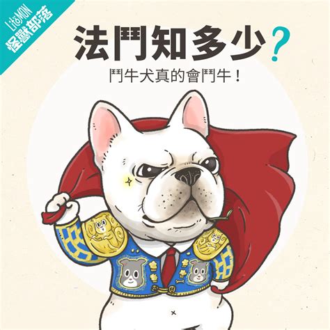 法鬥 其實不是來自法國？ 法國鬥牛犬個性、特徵花色小檔案！ ｜ 怪獸部落