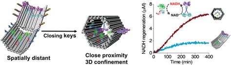 Dynamic Assembly Of Cascade Enzymes By The Shape Transformation Of A
