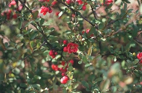 화단에 핀 붉은 꽃 Nn058 016 유토이미지 상세페이지 베이직샵 21601310