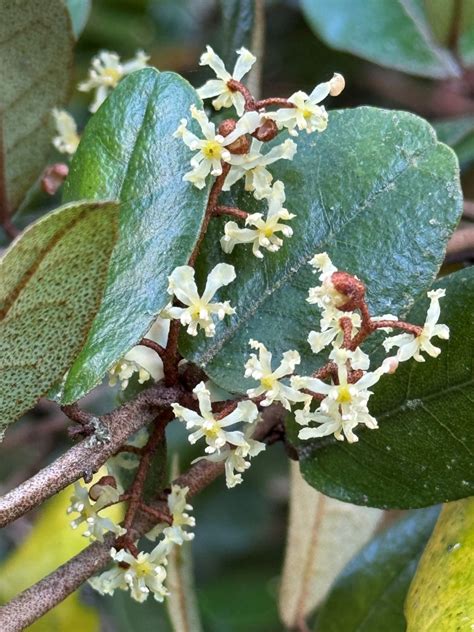 Aextoxicon Trees And Shrubs Online