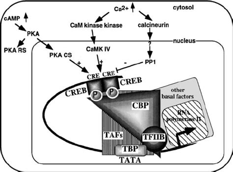 Scheme For Transcriptional Regulation By Camp Responsive Element Download Scientific Diagram