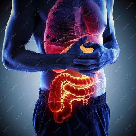 Visual Demonstration Of Digestive Tract Intestine Stomach Small Colon
