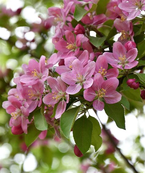 Pink Princess™ Sargent Flowering Crabapple Bower And Branch