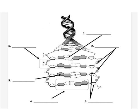 Unlabeled Dna Replication Diagram