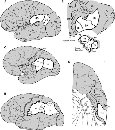 Figure 1 From The Human Inferior Parietal Cortex Cytoarchitectonic
