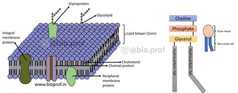 The Plasma Membrane BioProf
