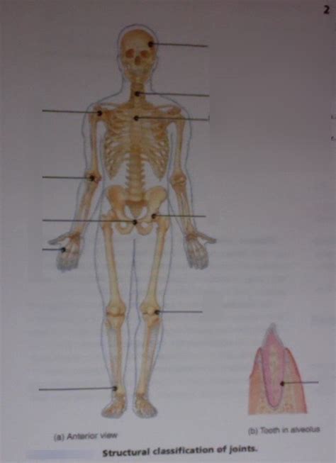 Structural Classifications Of Joints Diagram Quizlet