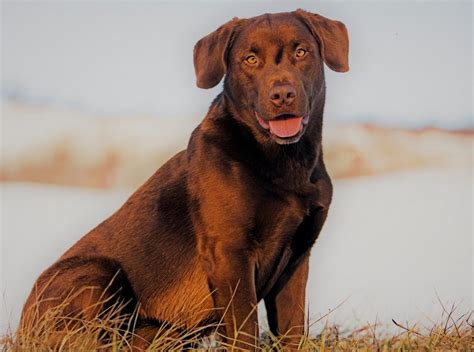 Dog Ear Yeast Infection Causes And Treatment Petsmartgo