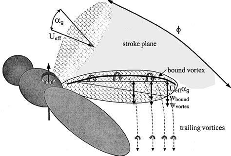 A Insect Wing Bound And Trailing Vortex System Download Scientific