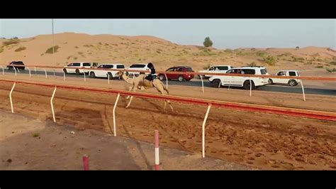 الللبسة 23 8 2024 ش11 زايد خليفة بن منينة الكتبي Youtube